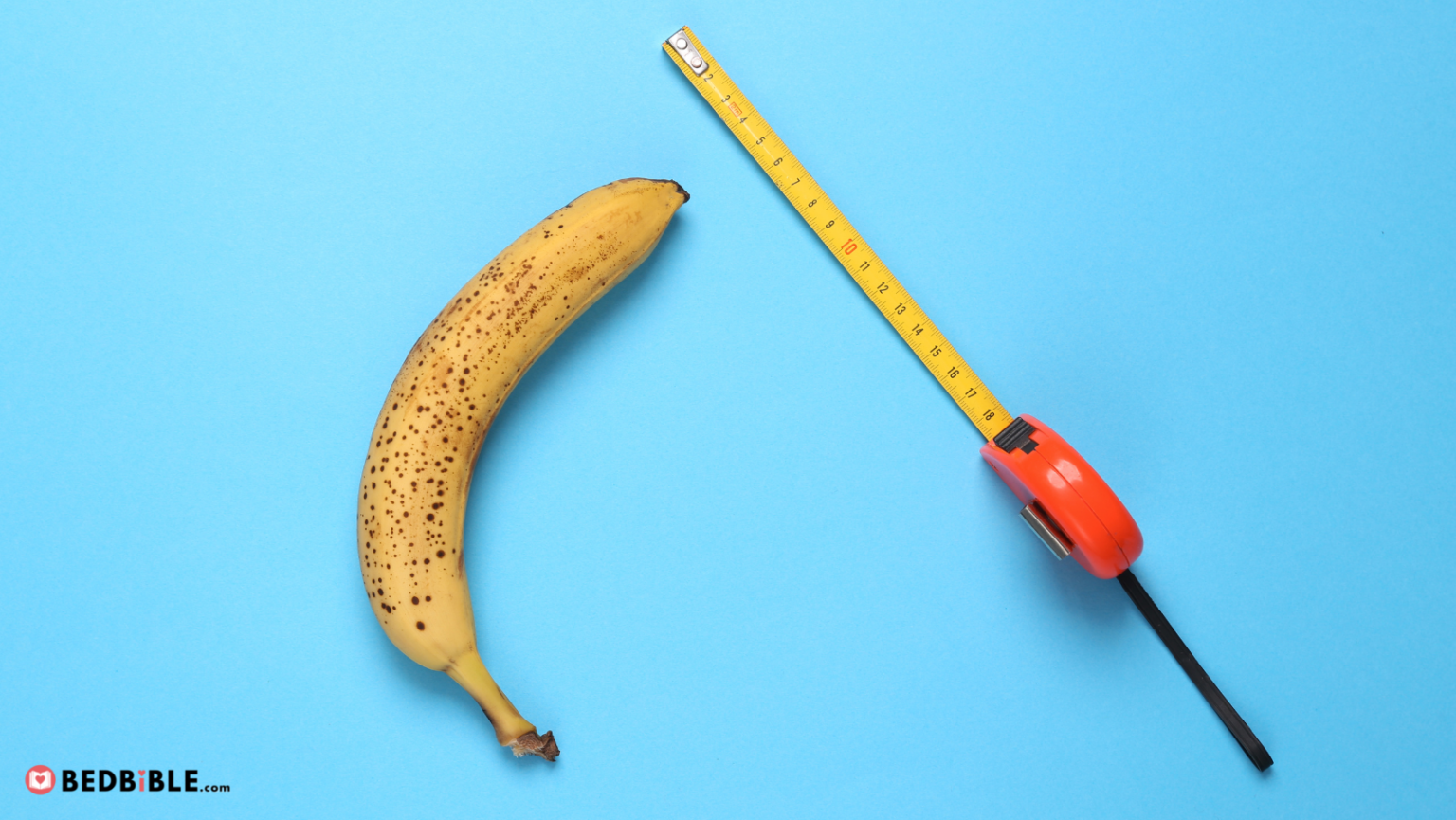 What Is The Average Penis Size [Statistics] | Bedbible.com